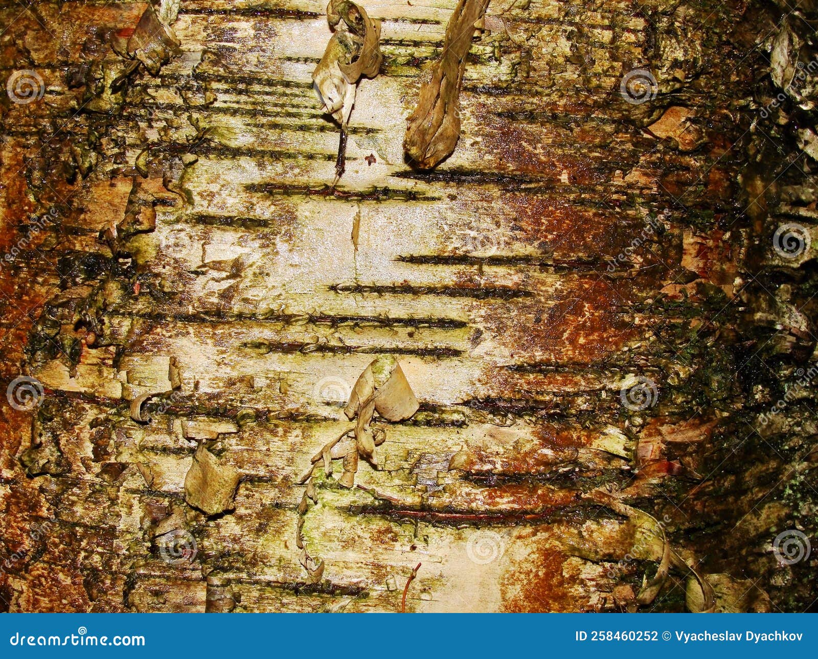 Old Birch Bark and Moss on a Tree Trunk in the Forest. Background ...