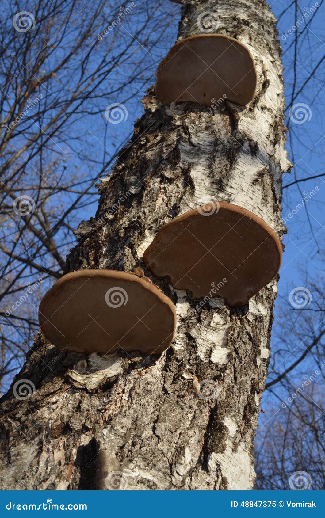 Old birch stock image. Image of tree, woods, nature, birch - 48847375