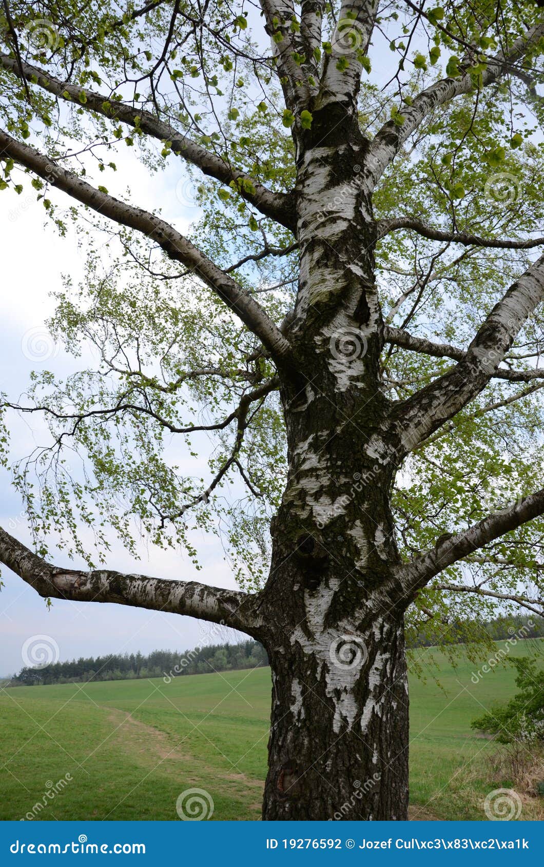 Old birch-tree stock photo. Image of outdoor, birchwood - 19276592
