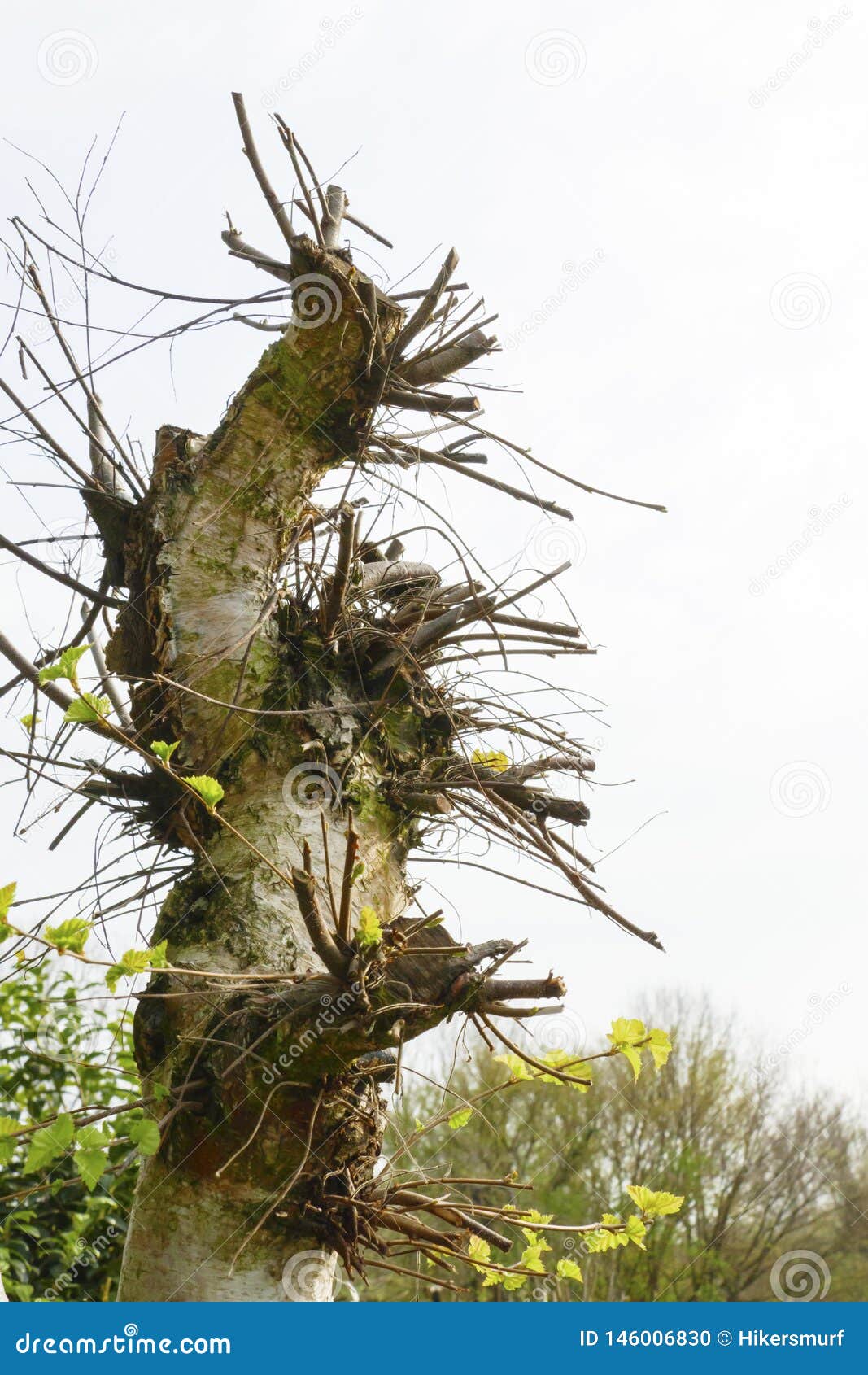 Old Birch, Tree Back Cut with Many New Desires, Branches Stock Photo ...