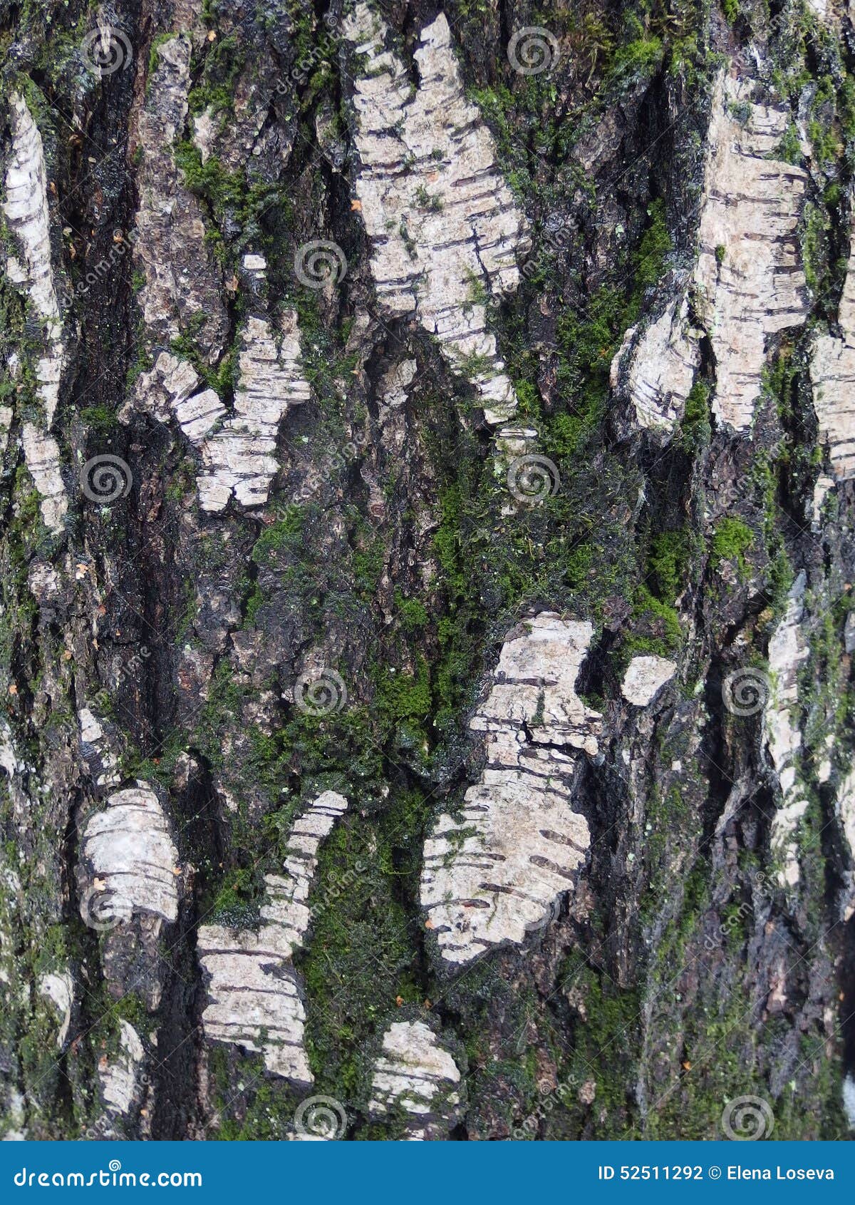 Old Birch Tree (background) Stock Photo - Image of northern, white ...