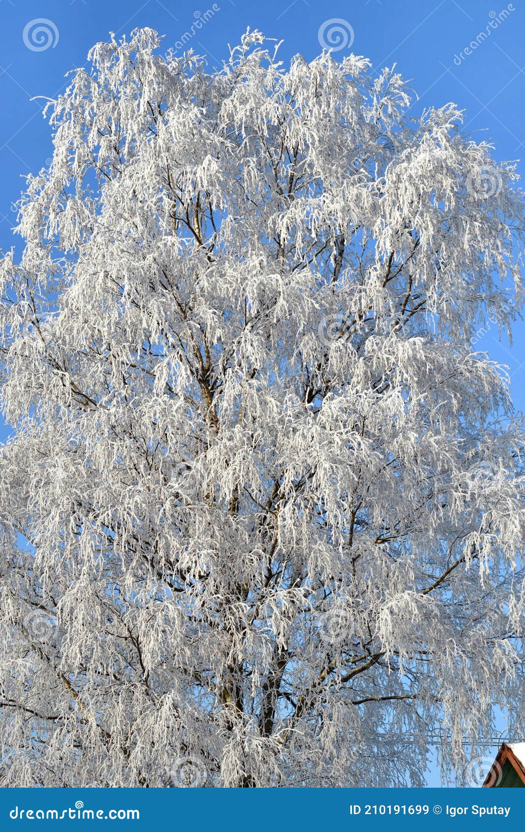An Old Birch Tree Covered with Frost. Stock Image - Image of branch ...