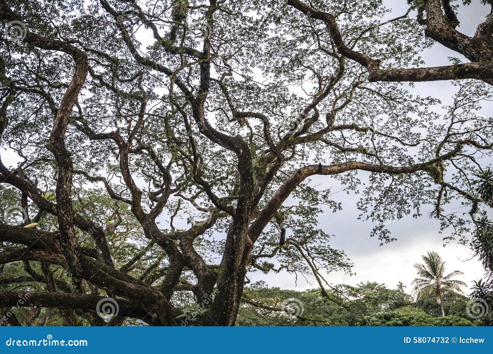 Old Birch Tree with Long Branches Stock Photo - Image of grow, diverge ...