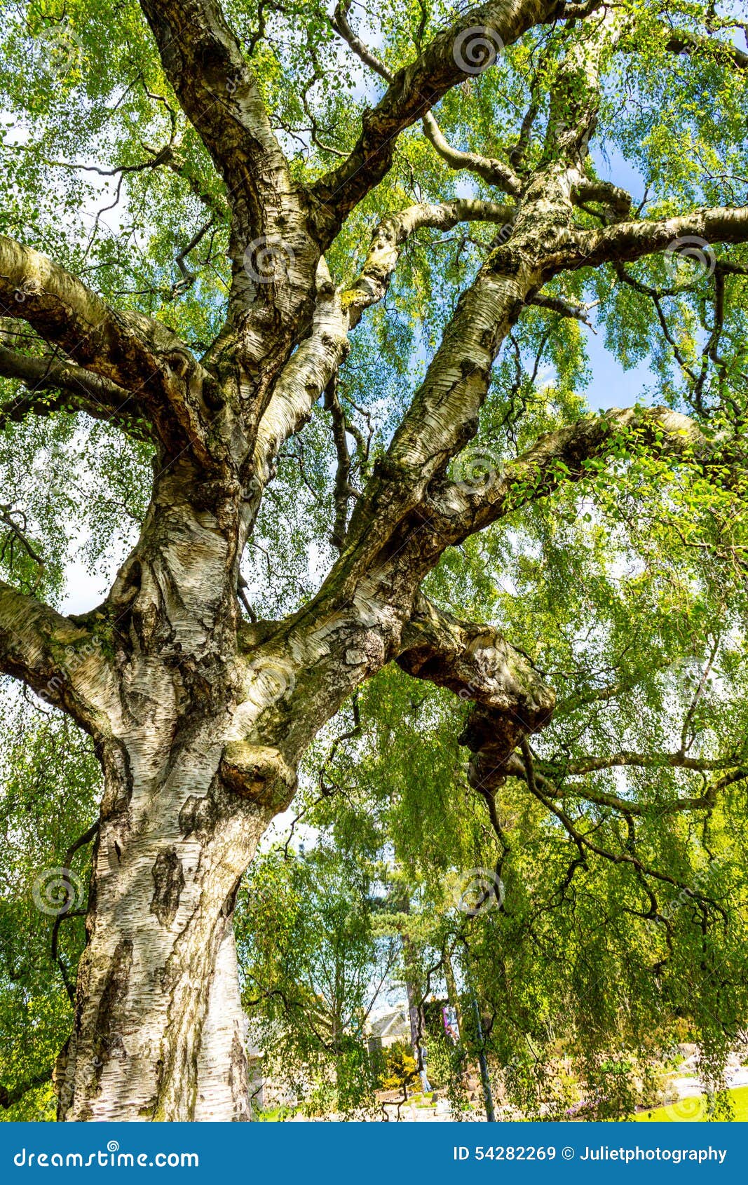 An Old Birch Tree with Long Branches in Spring Time. Stock Image ...
