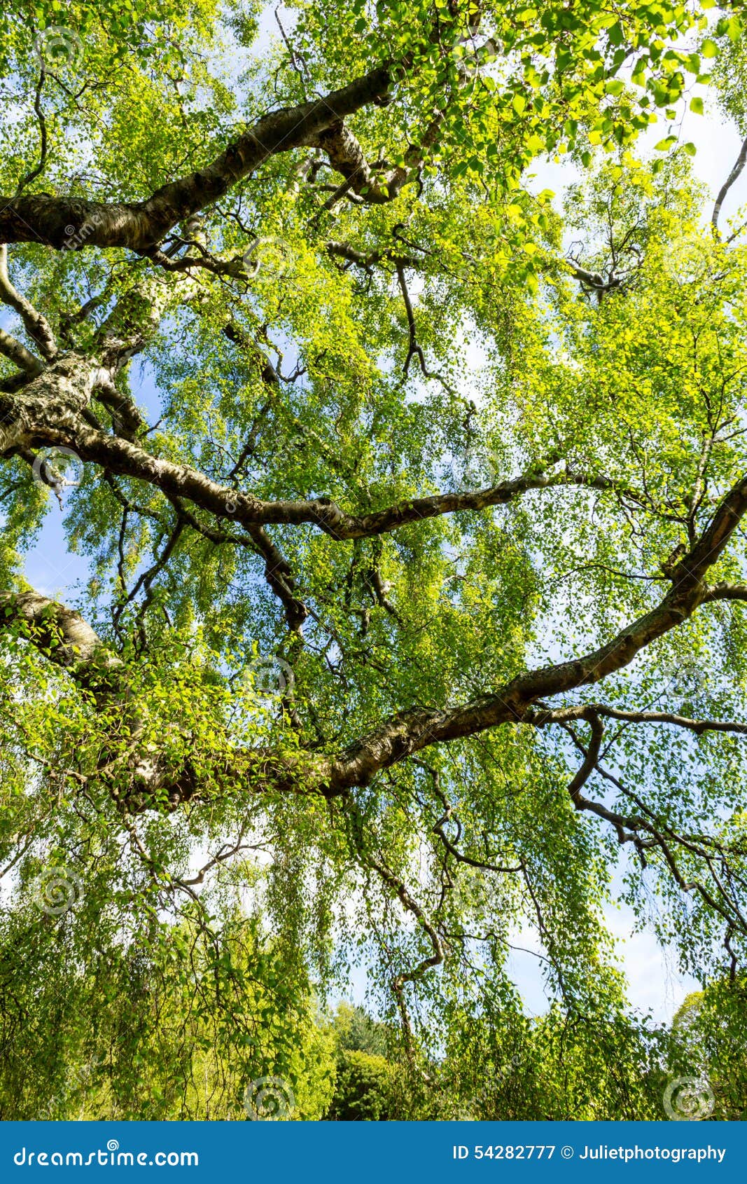 An Old Birch Tree with Long Branches in Spring Time. Stock Image ...