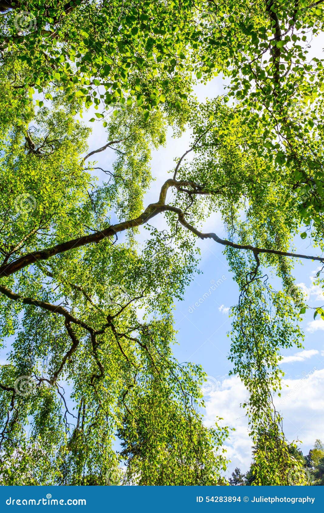An Old Birch Tree with Long Branches in Spring Time. Stock Photo ...