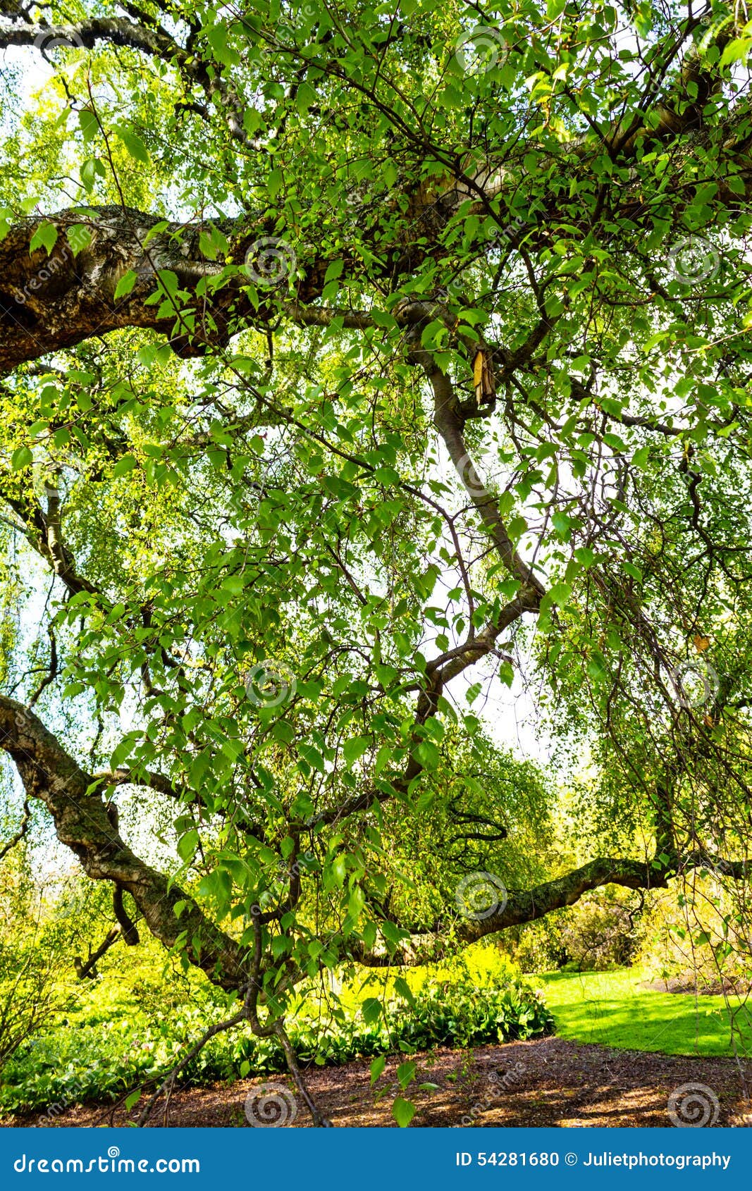 An Old Birch Tree with Long Branches in Spring Time. Stock Photo ...