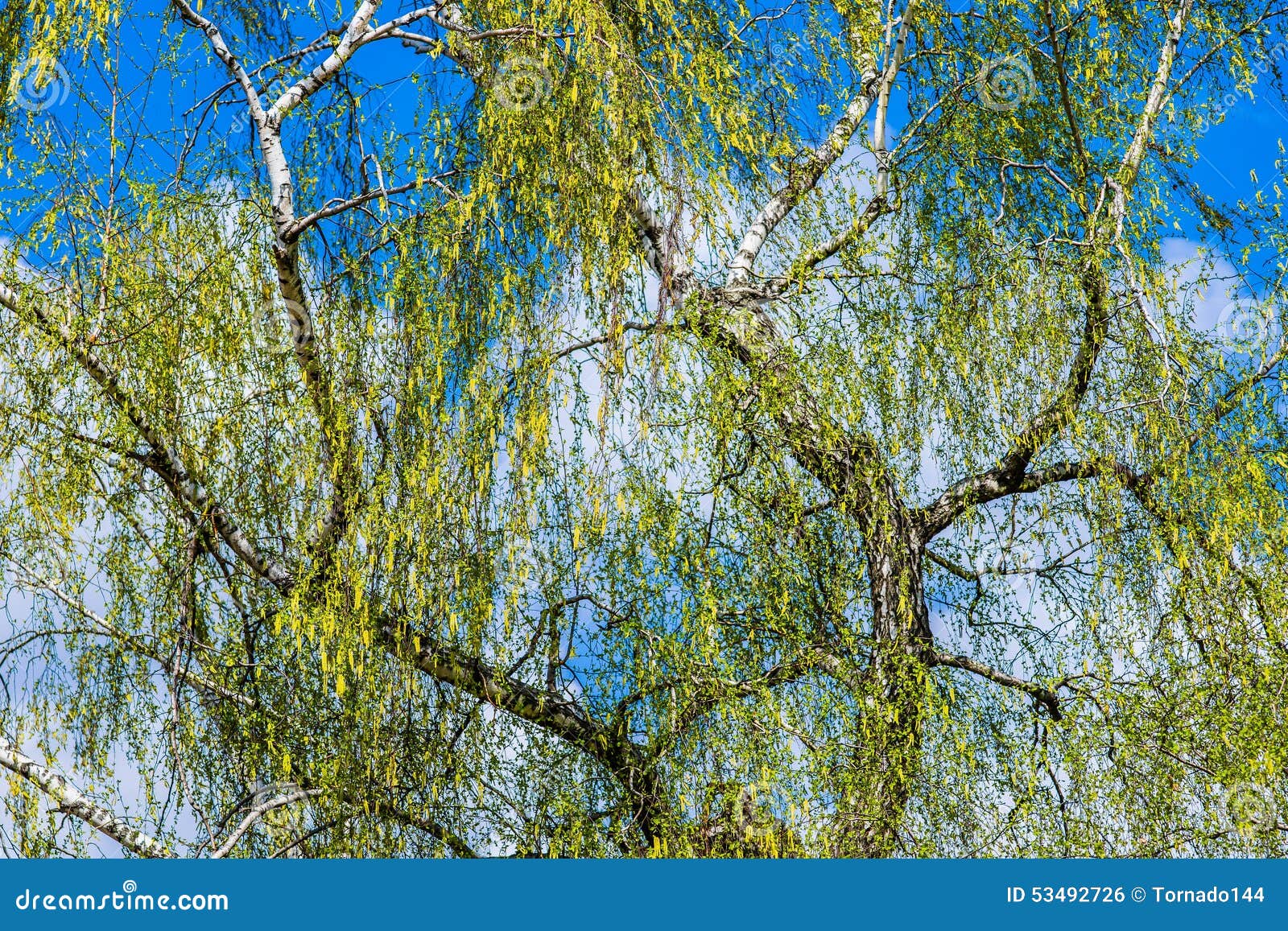 Old birch tree in spring stock photo. Image of ecology - 53492726