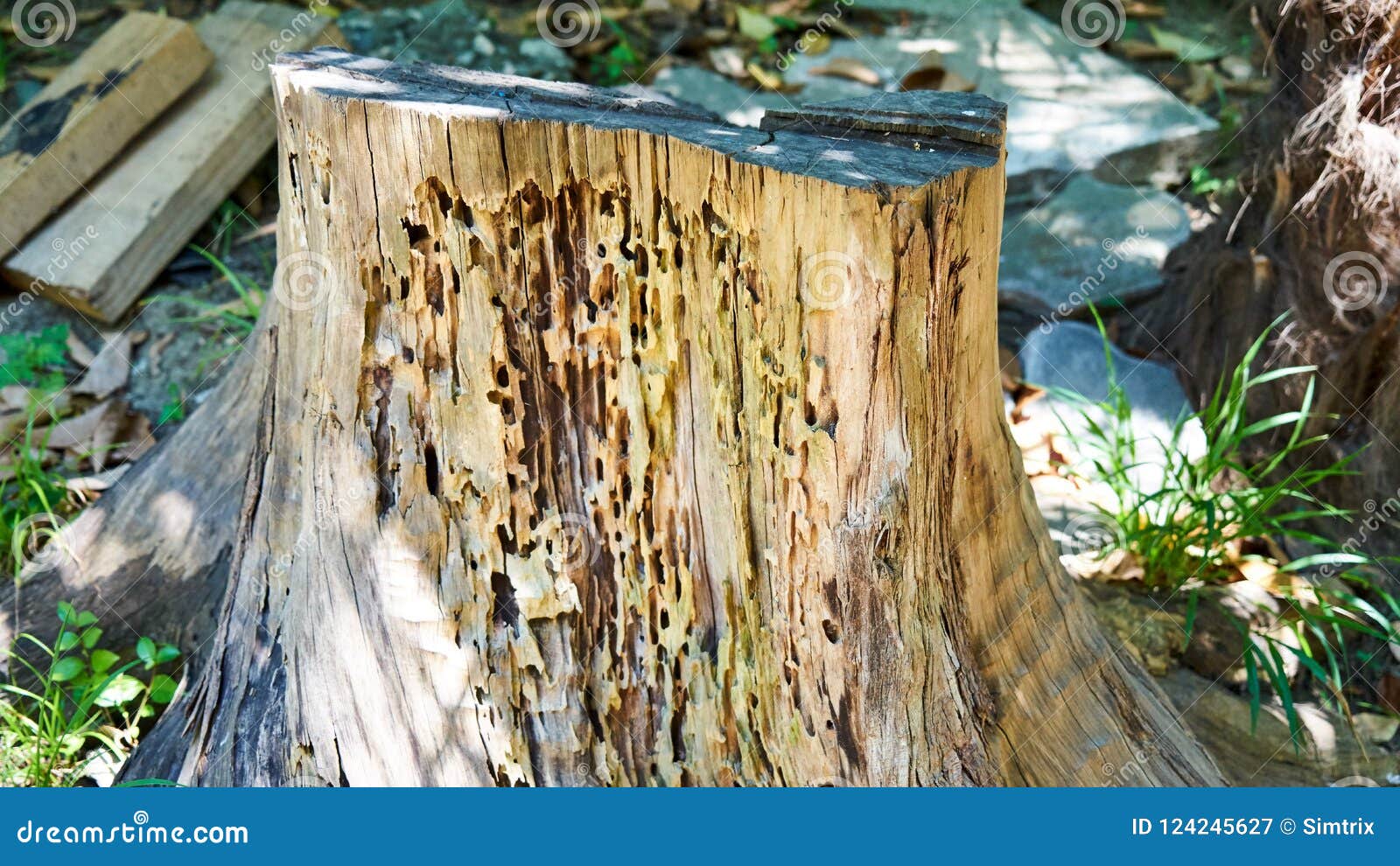 Old Birch Tree Stump Eaten by Pests Stock Image - Image of dead, nature ...