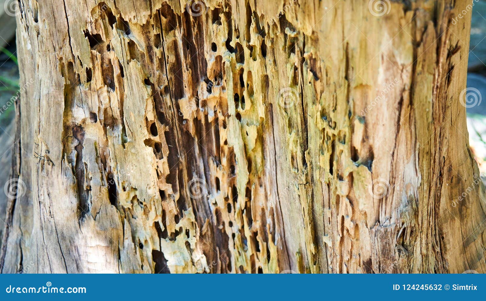 Old Birch Tree Stump Eaten by Pests Stock Photo - Image of beetle ...