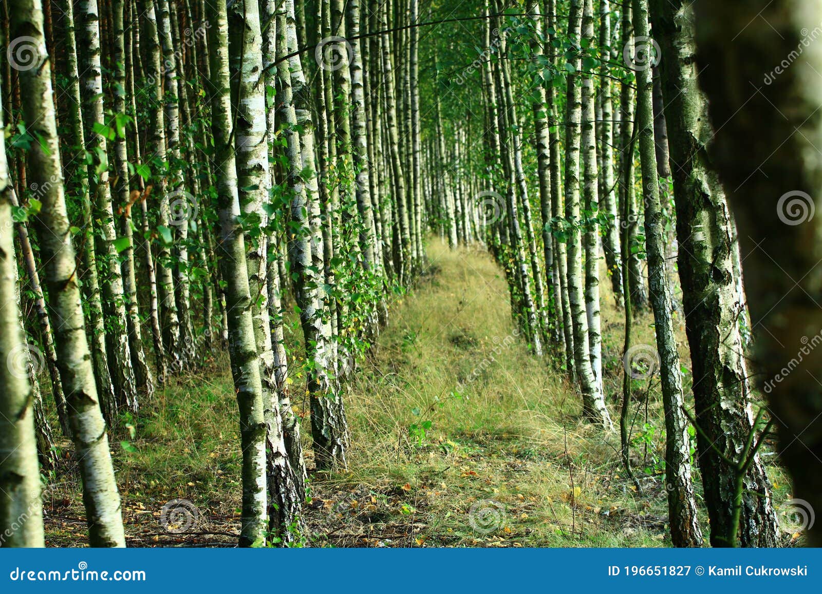 Birch Trees in a Forest in One of the Polish Villages Stock Image ...