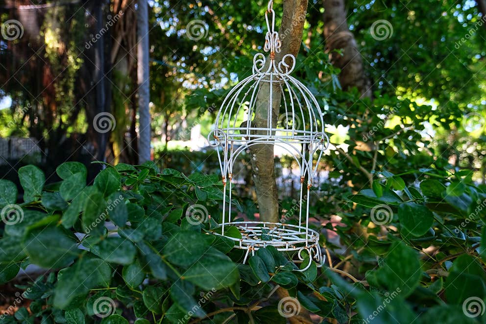 Old bird cage with rust stock image. Image of blossom - 145737103