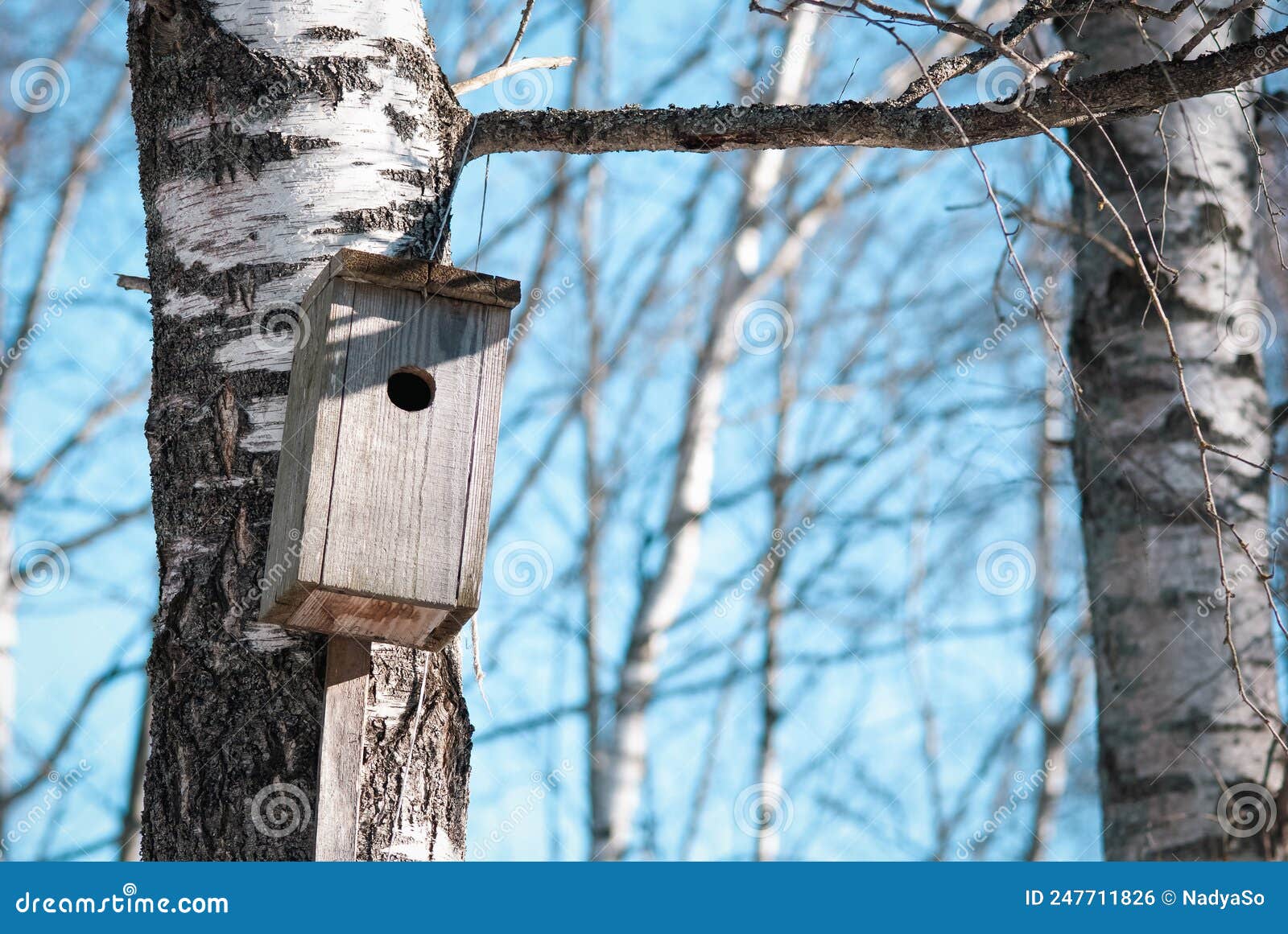 Old Birdhouse on Tree Trunk, Bird Nesting Box on Birch Tree in Early ...