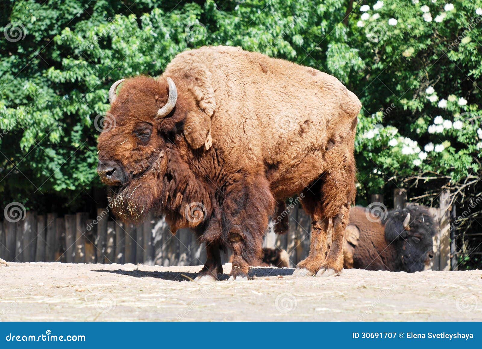 An old bison stock image. Image of park, sand, hooves - 30691707