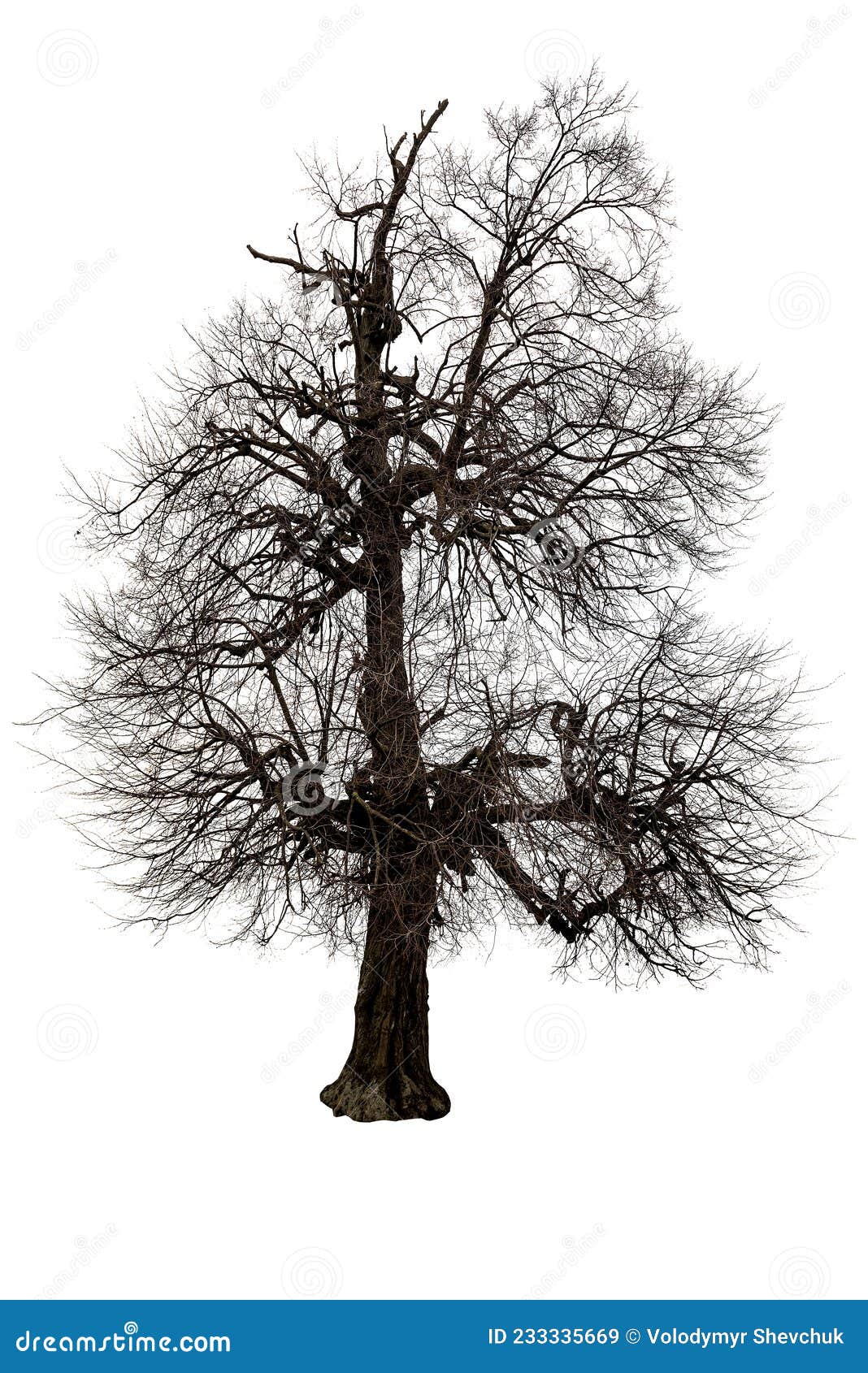Old Ugly Bare Tree on White Stock Image - Image of ecology, black ...
