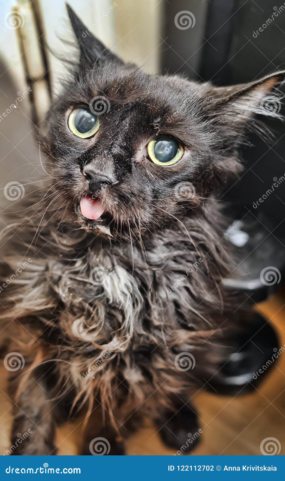 Old black cat stock photo. Image of domesticanimal, blackandwhite ...