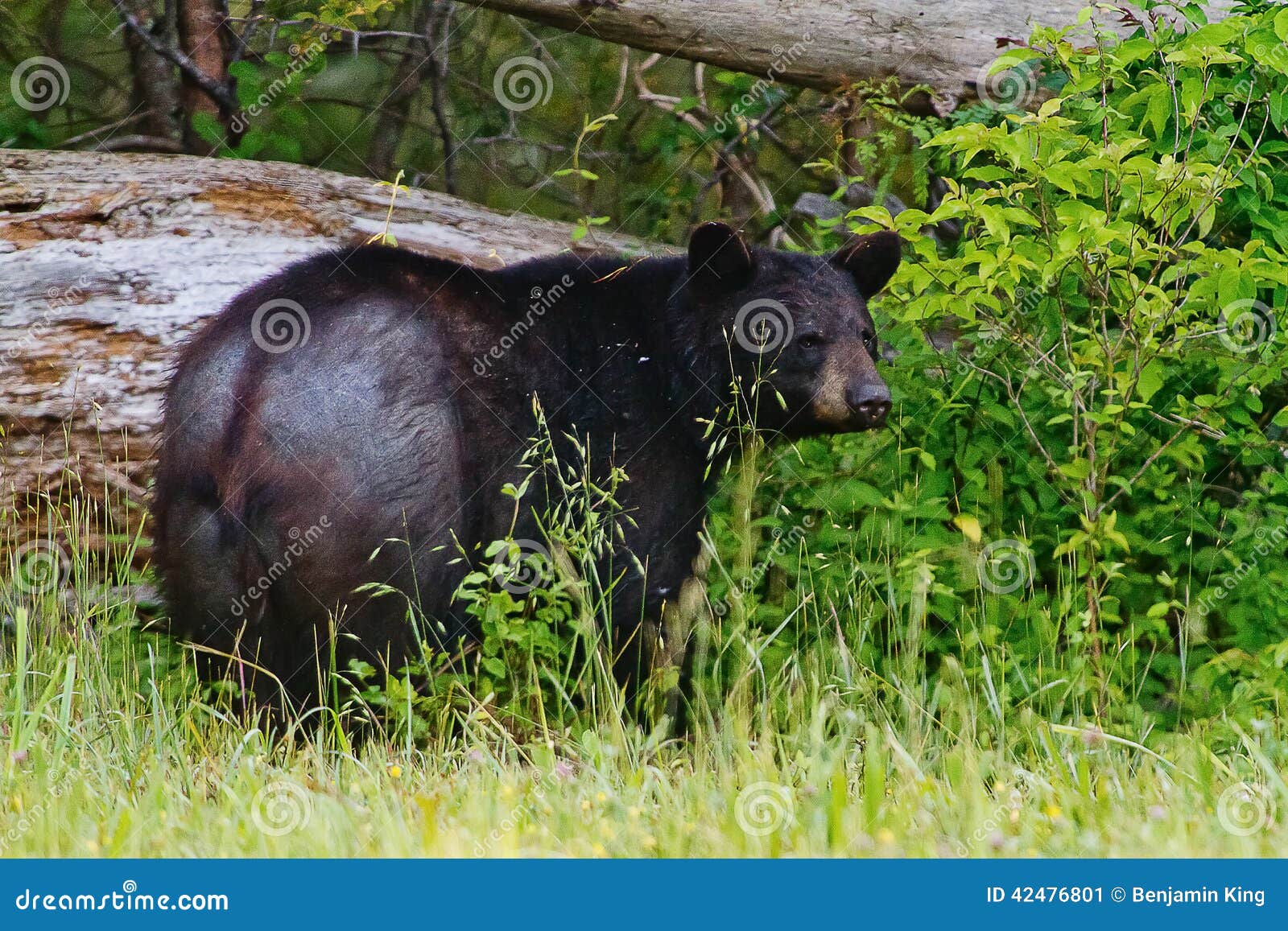 Old Black Bear stock image. Image of bald, wild, animal - 42476801