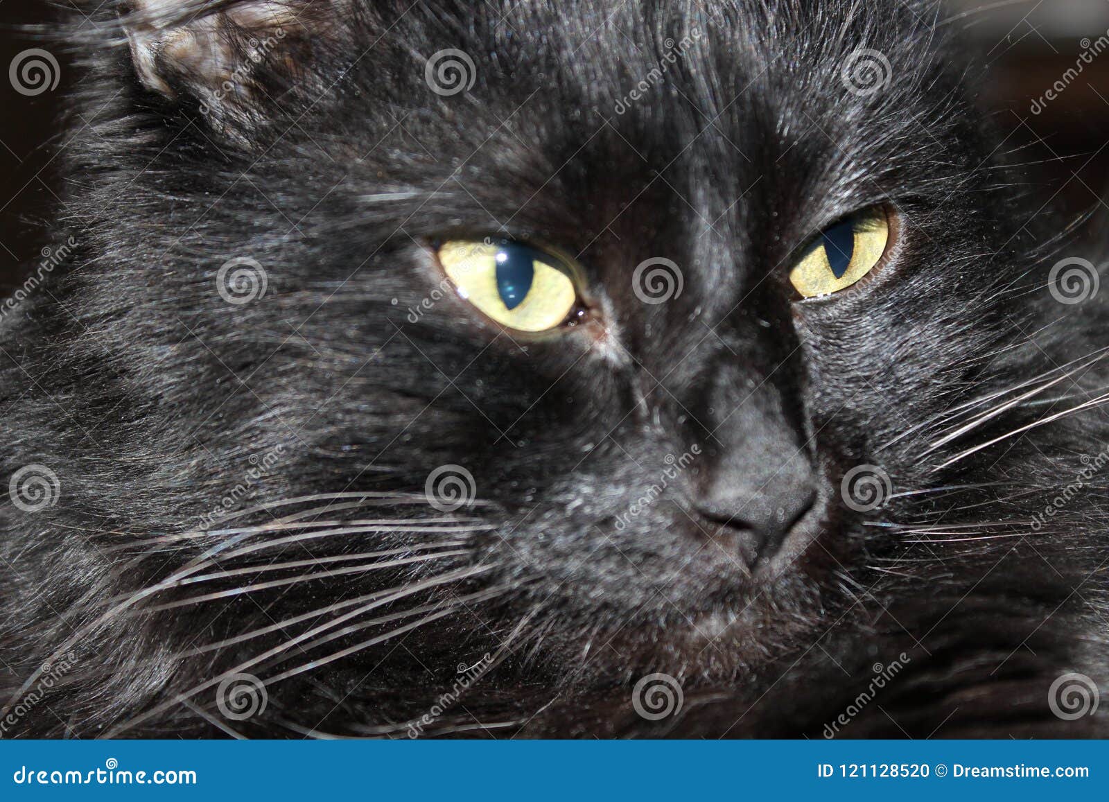 Old black cat close-up stock photo. Image of black, wool - 121128520