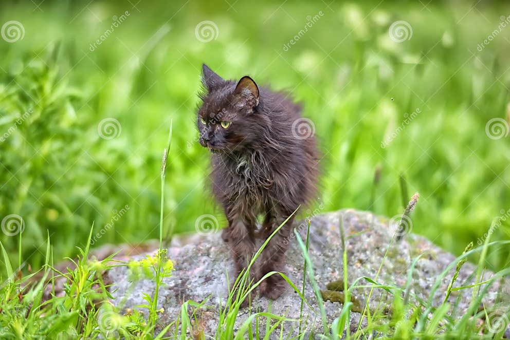 Old black cat stock image. Image of animal, black, young - 127839891