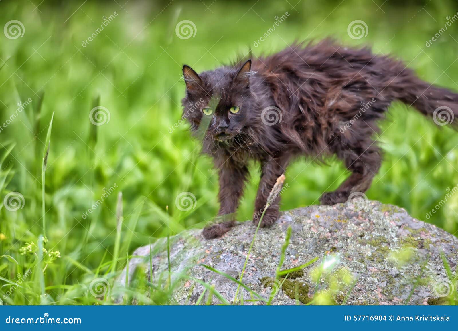 Old black cat in grass stock photo. Image of green, catlike - 57716904