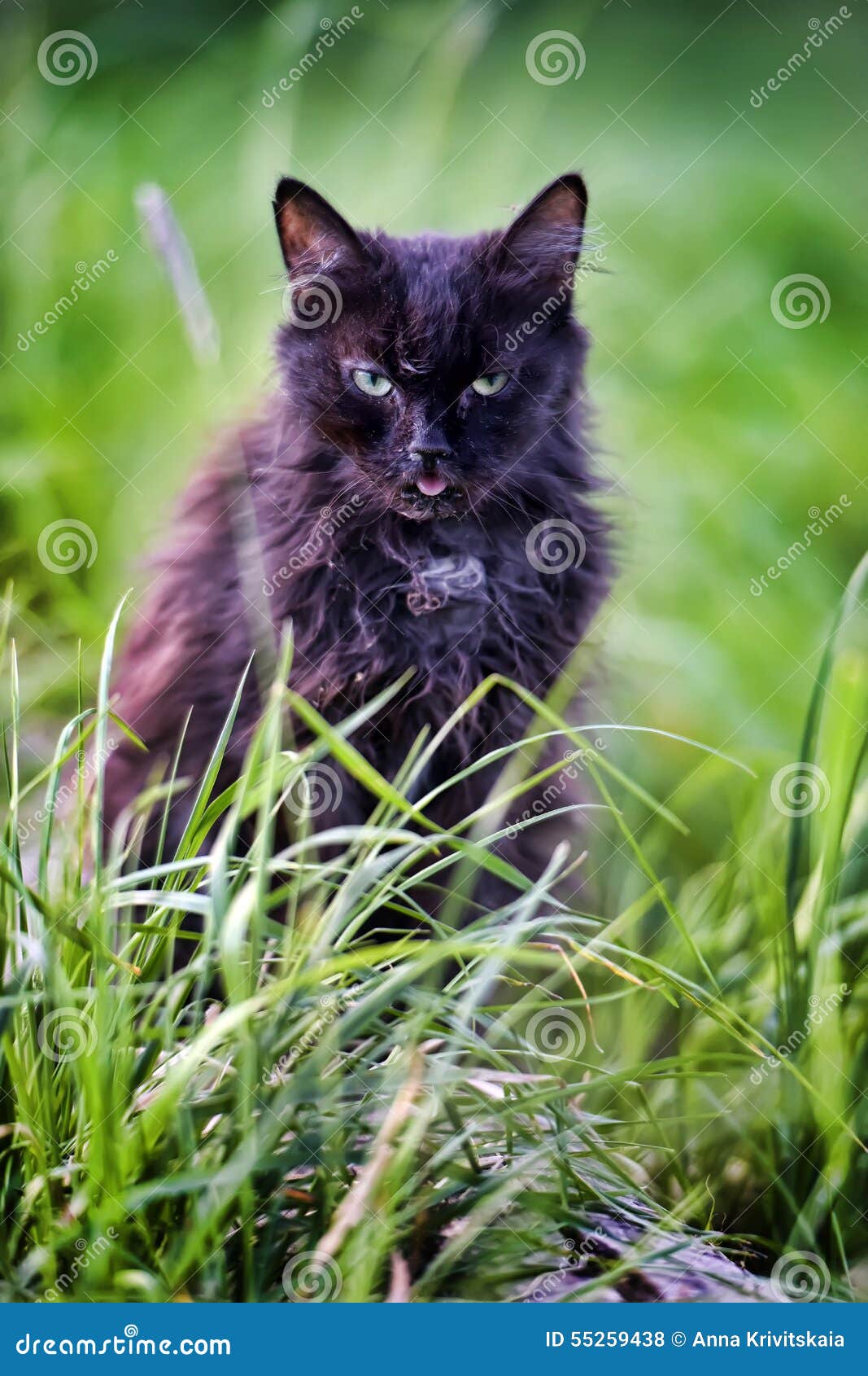 An old black cat stock photo. Image of small, eyes, sunlight - 55259438