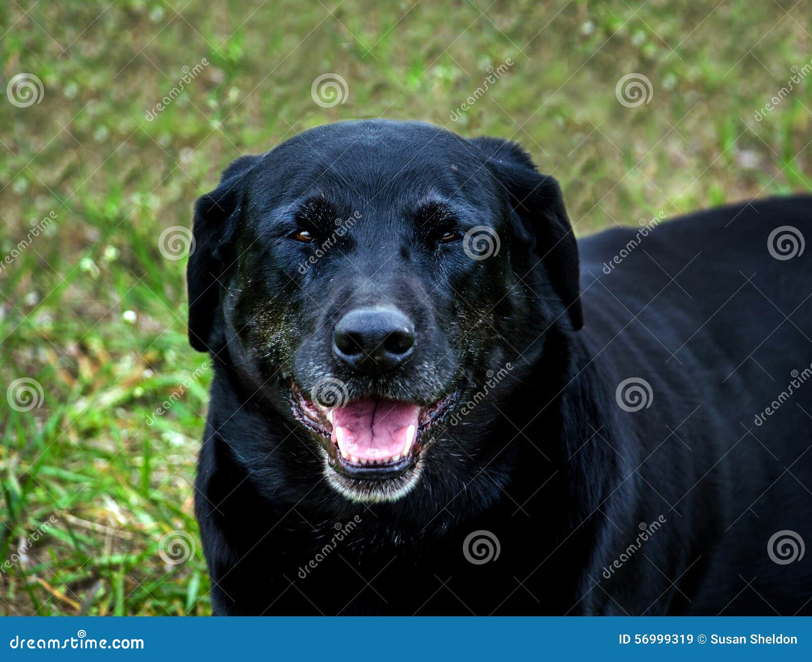 Old black lab portrait stock image. Image of happy, grass - 56999319