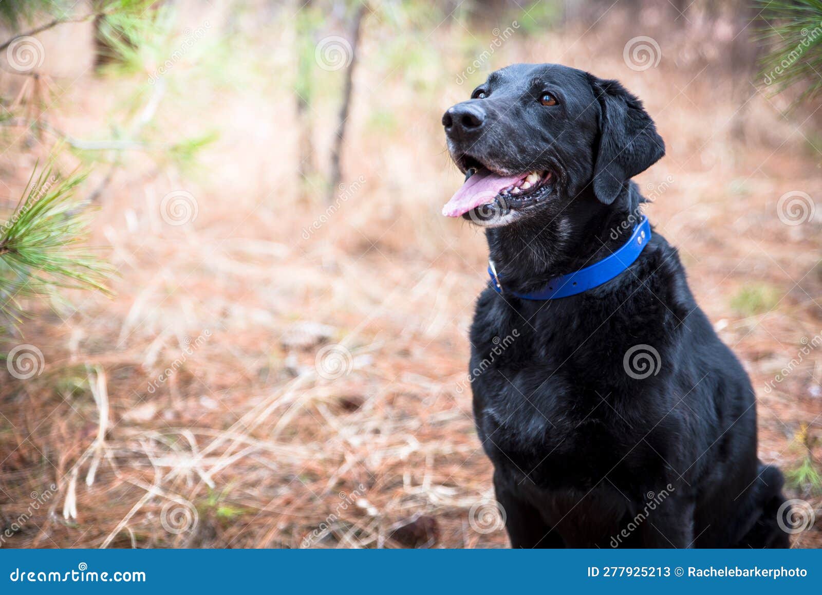Old Black Lab Sitting in Evergreen Forest Stock Image - Image of black ...