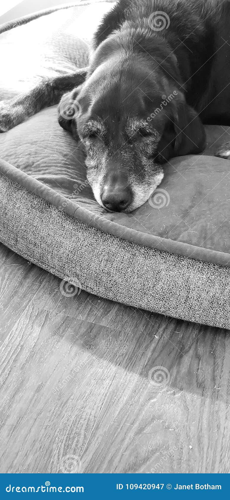 Old black lab stock image. Image of black, lying, sweet - 109420947