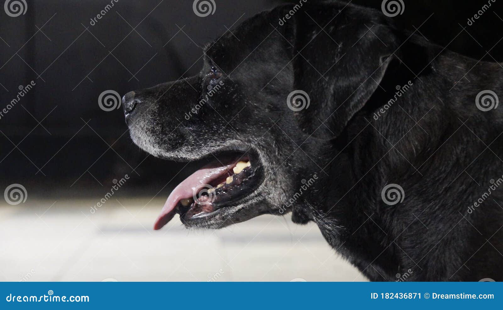 Old Black Labrador Closeup Side View Stock Image - Image of nose, puppy ...