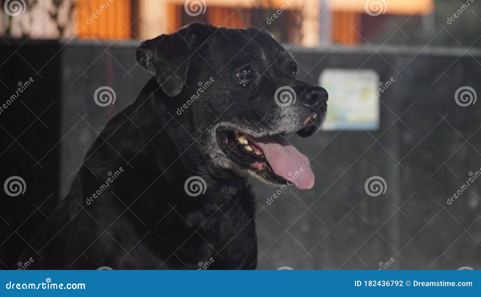 Old Black Labrador Closeup View Stock Photo - Image of playing ...