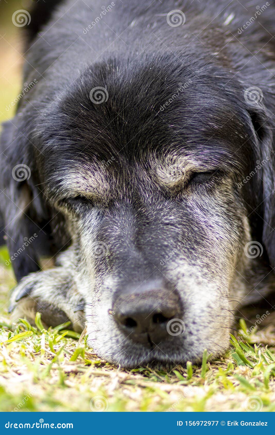 Old Black Labrador Retriever Stock Image - Image of black, adult: 156972977