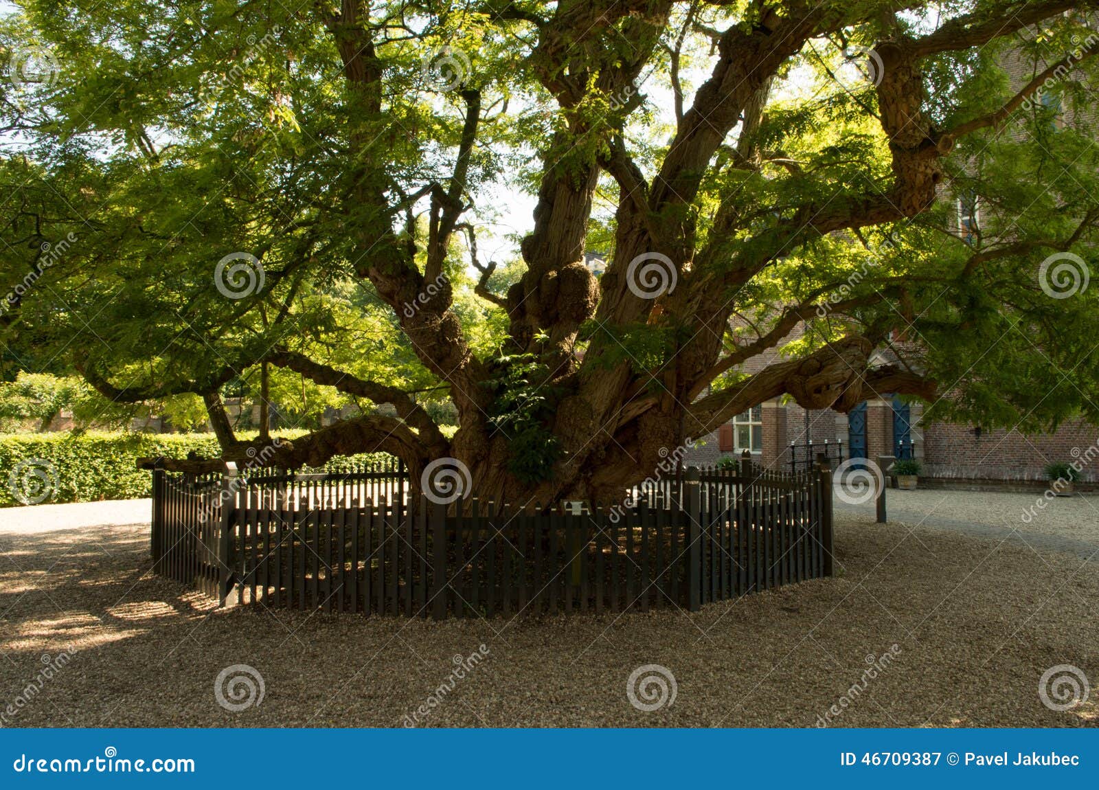 Old black locust tree stock image. Image of crooked, locust - 46709387