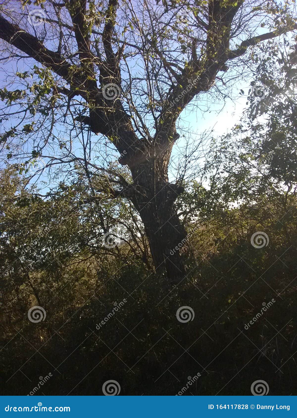 Old black walnut tree stock photo. Image of walnut, black - 164117828