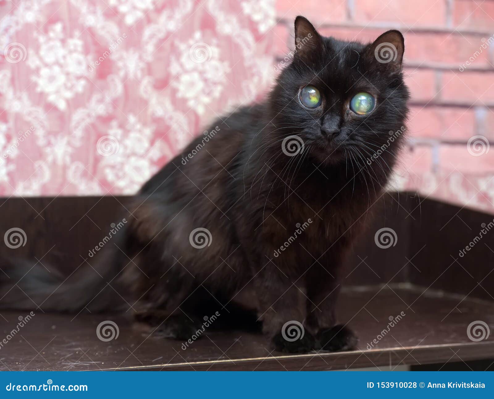 Old blind black cat stock photo. Image of skinny, portrait - 153910028