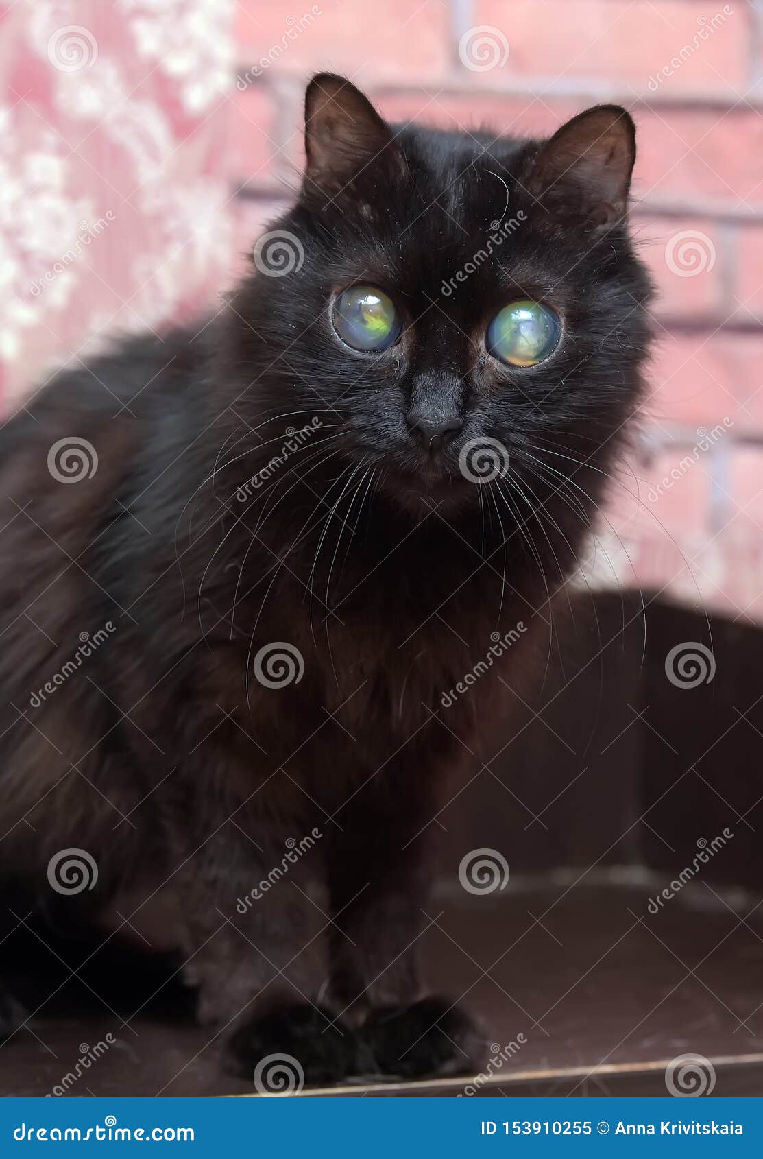 Old blind black cat stock image. Image of abandoned - 153910255