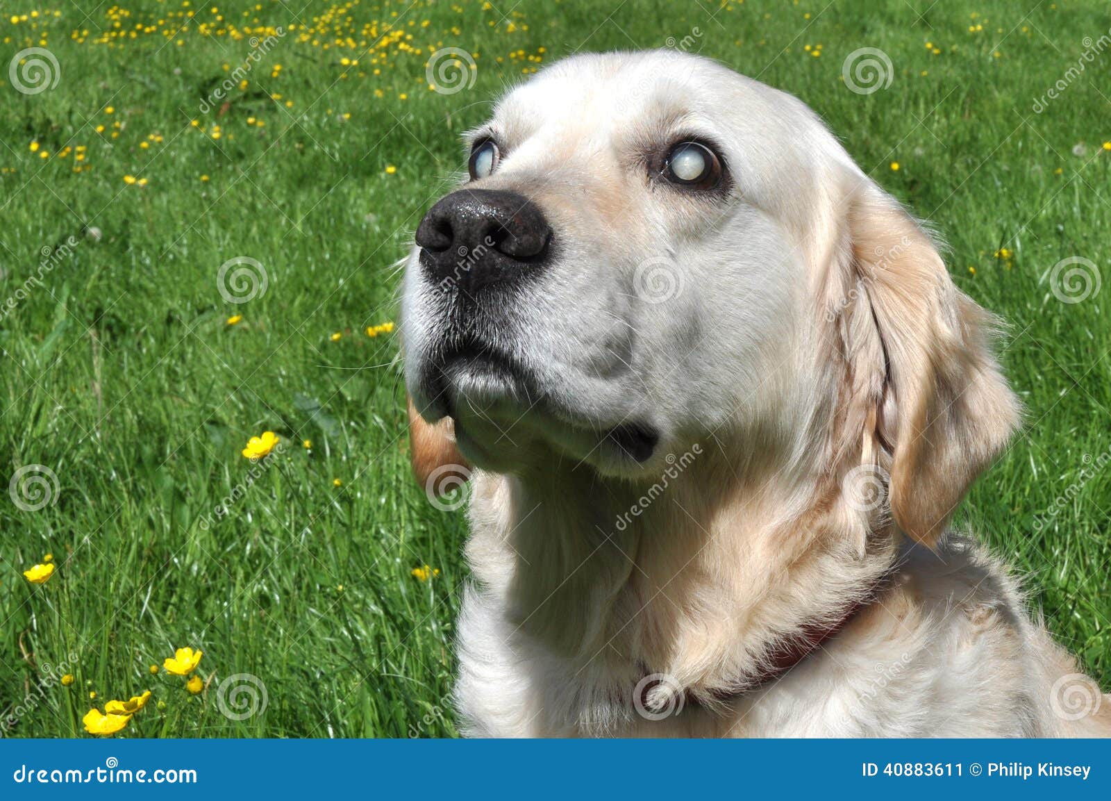 Old Blind Labrador Dog stock image. Image of sunshine - 40883611