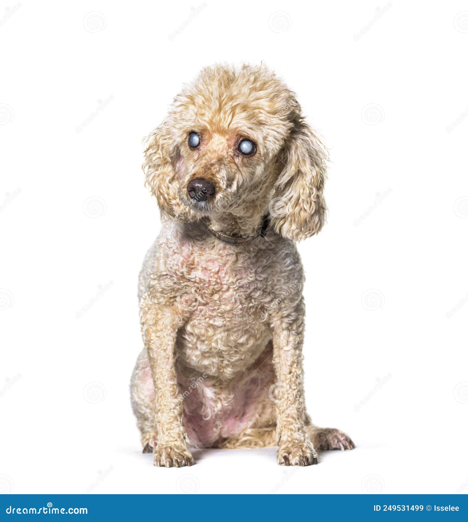 Are Poodles Color Blind