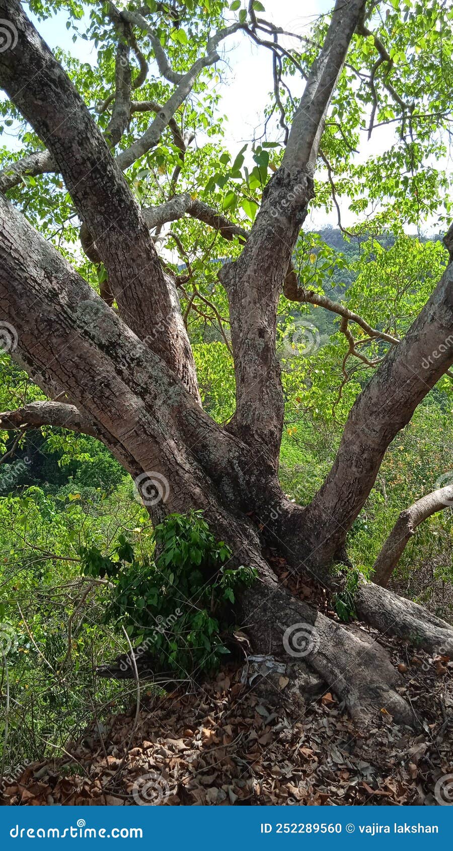 The old bo tree stock photo. Image of tree, nature, beautiful - 252289560