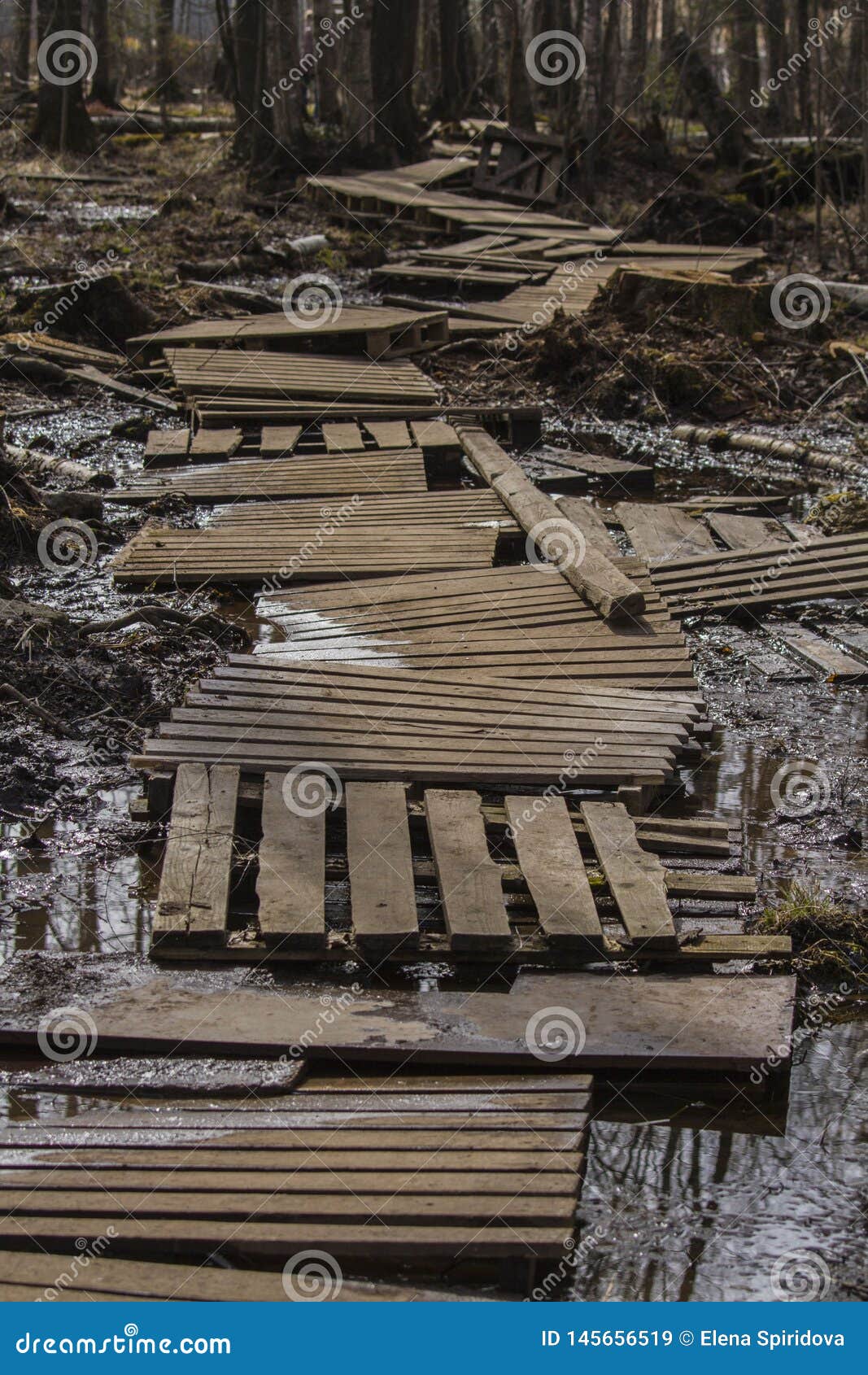 Old boardwalk in the swamp stock image. Image of garden - 145656519