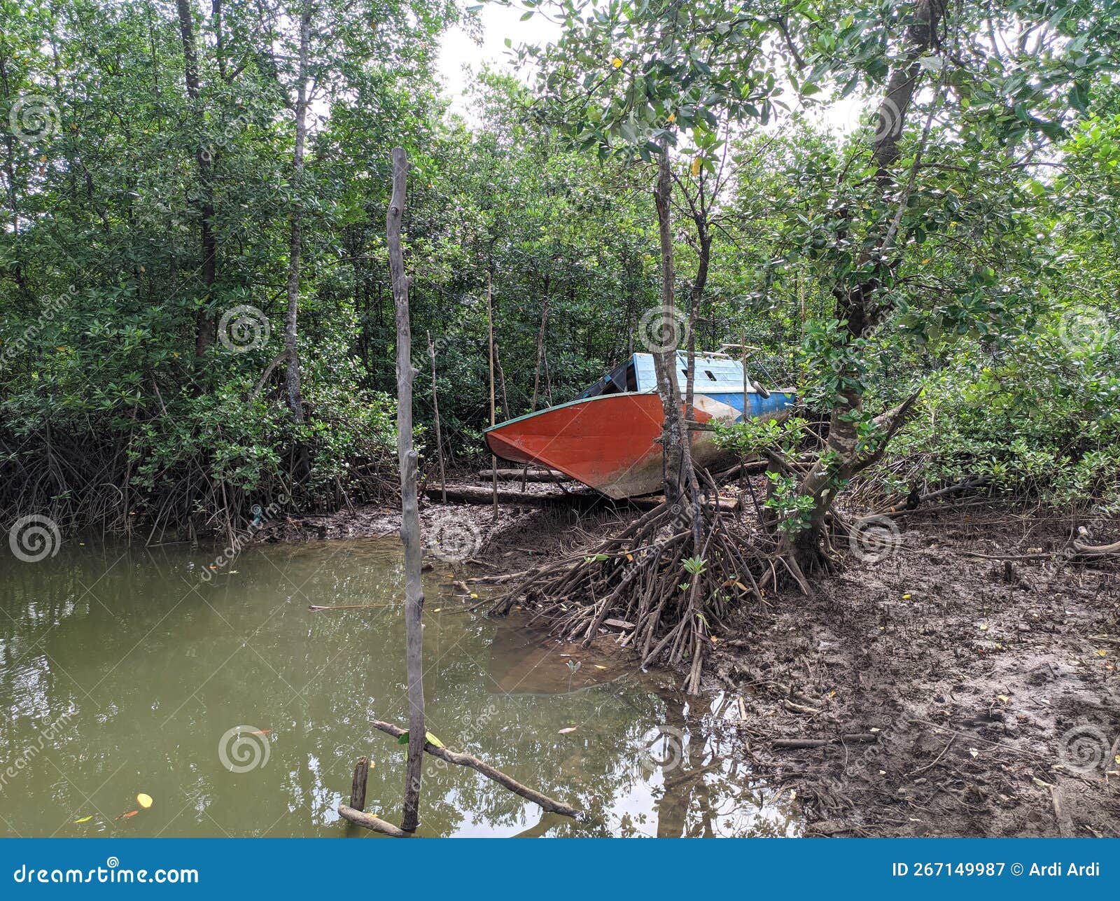 Old Boat Stranded in Mangrove Forest Stock Image - Image of beautiful ...