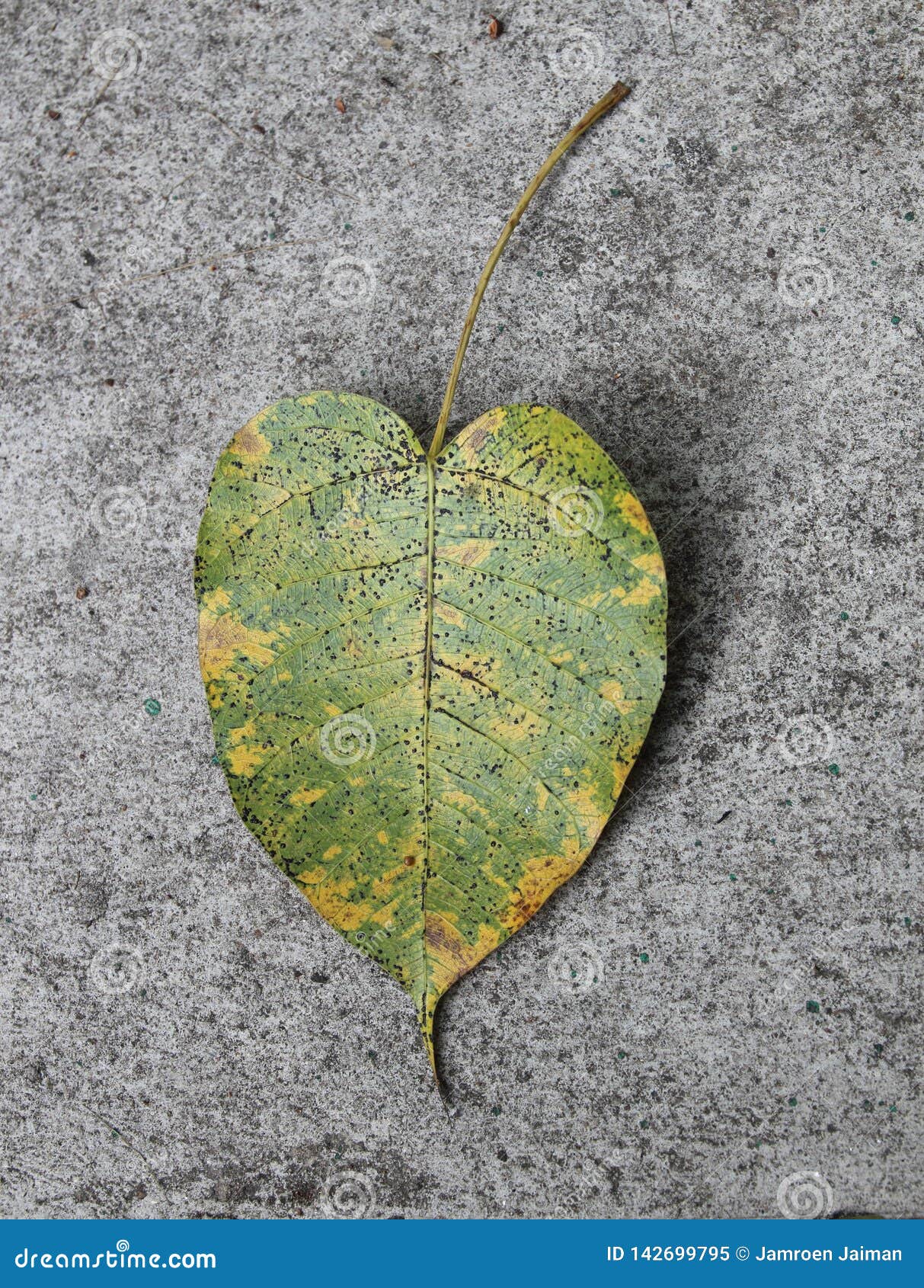 Old Bodhi Leaf on the Cement Floor Texture and Background Stock Image ...