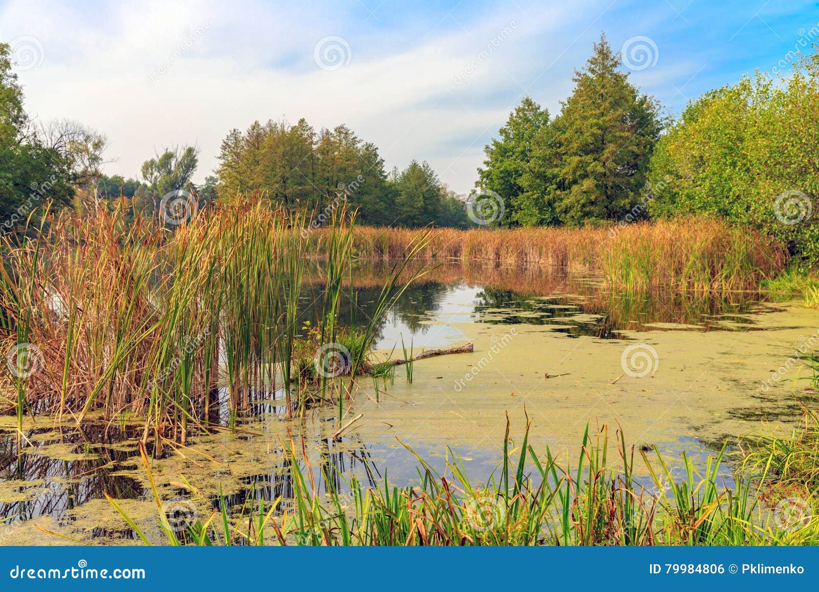 On old bog in forest stock photo. Image of beautiful - 79984806