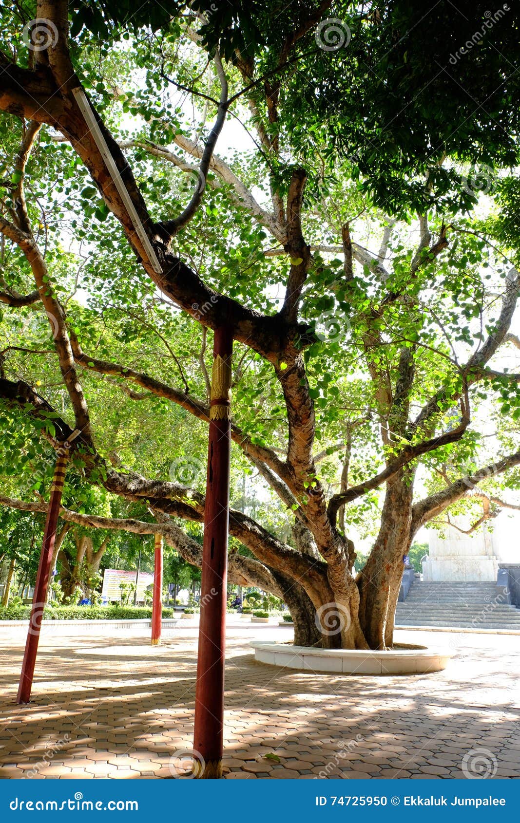 Old Bohhi Tree at Suphanburi - Stock Photo - Image of bohhi, green ...