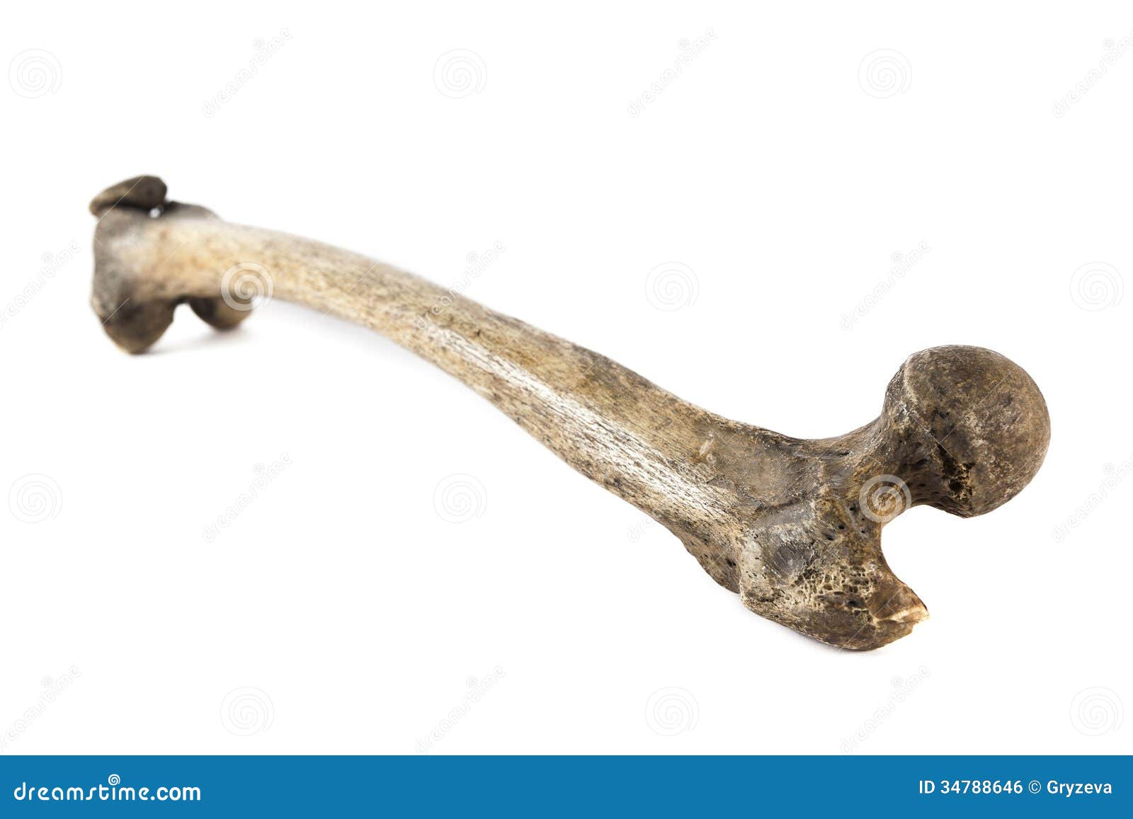 Old Bone Isolated on White Background Stock Photo - Image of education ...