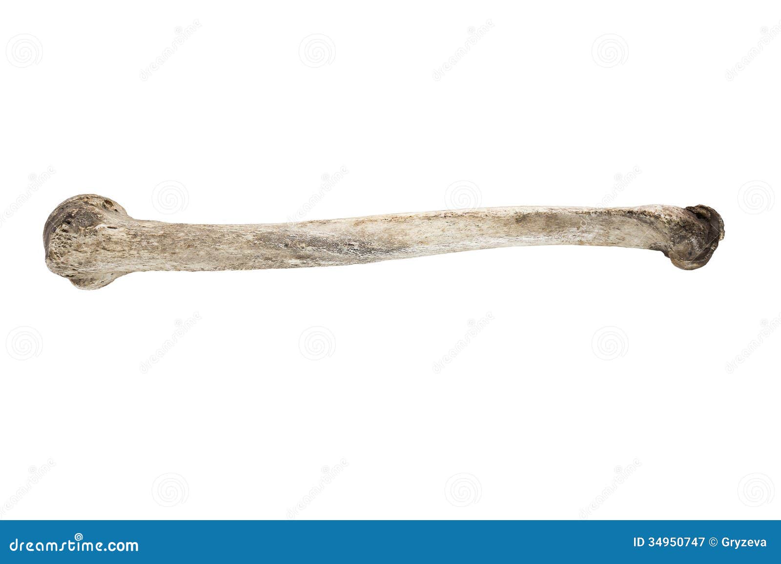 Old Bone Isolated on White Background Stock Image - Image of femur ...