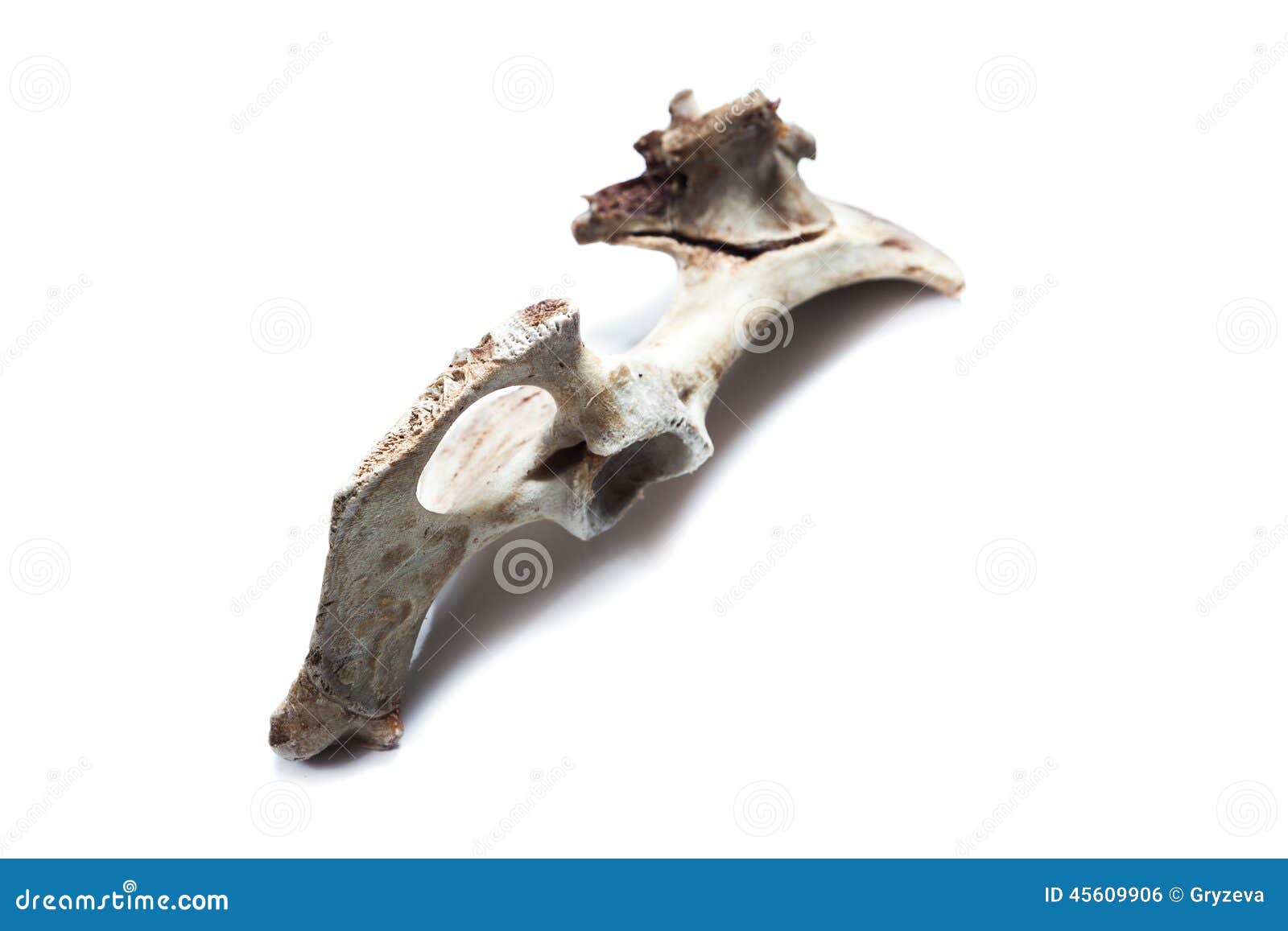 Old Bone Isolated on White Background Stock Photo - Image of animal ...