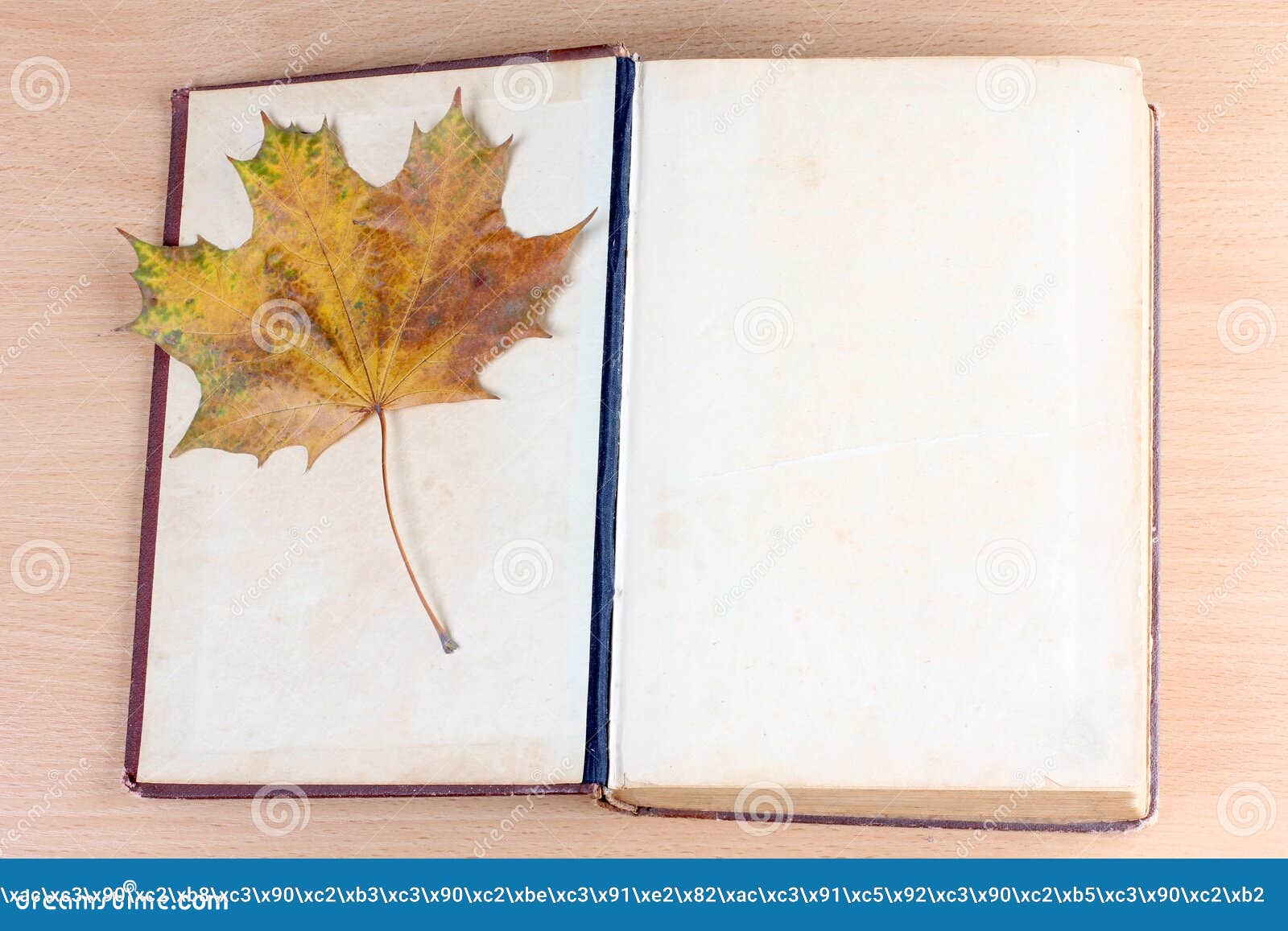 Old book and maple leaf stock image. Image of paper, handbook - 21446535