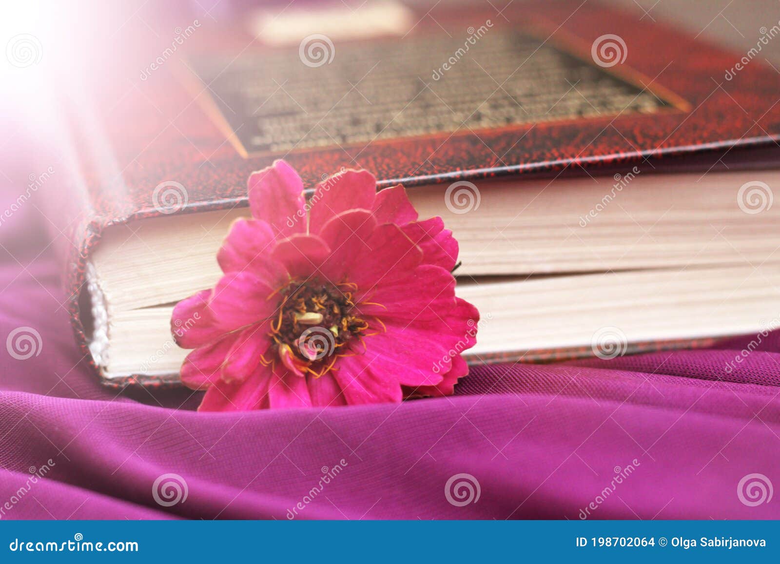 Old Book with Romantic Pink Flower Stock Photo - Image of antique ...