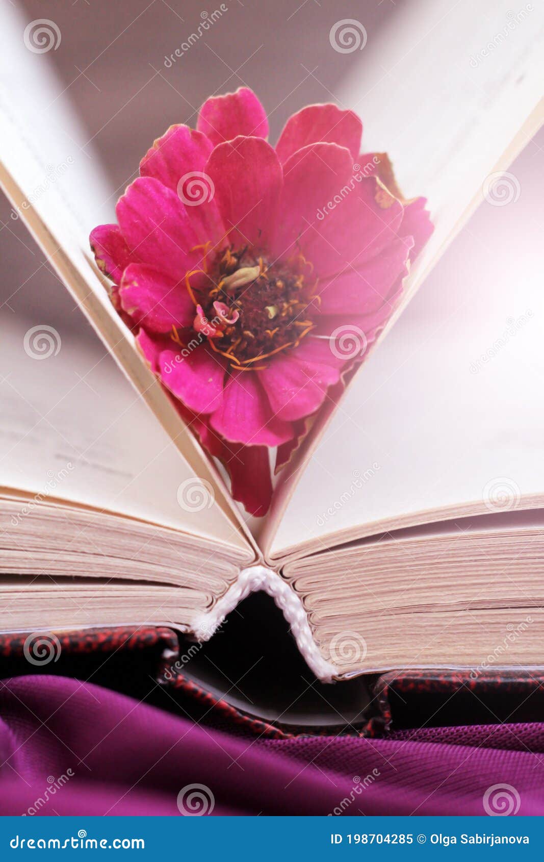 Old Book with Romantic Pink Flower Stock Image - Image of story, plant ...