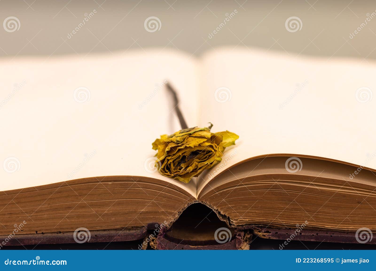 An Old Book with Worm Damage Stock Image - Image of ripped, tattered ...